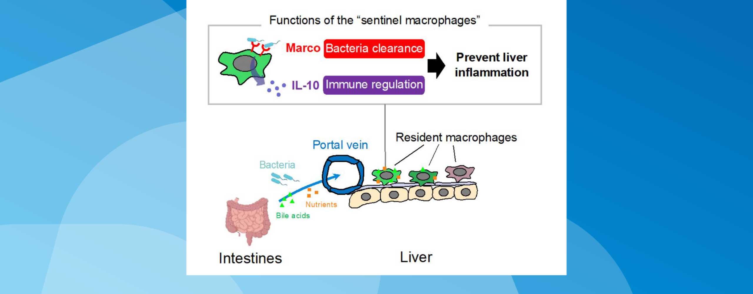 IFReC | Osaka University Immunology Frontier Research Center